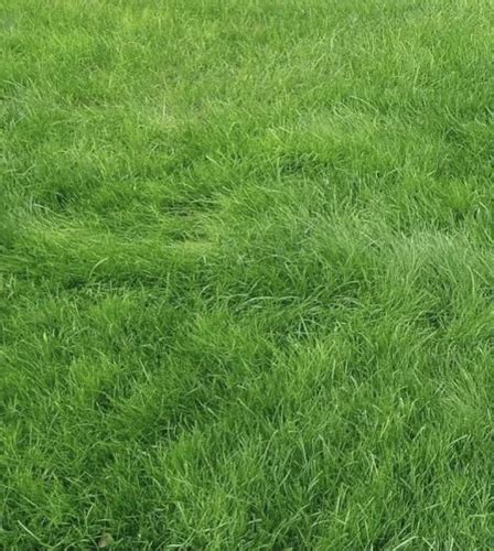 Natural Green Garden Grass Selection 1 Grass 6 Feet At ₹ 198sq Ft In New Delhi