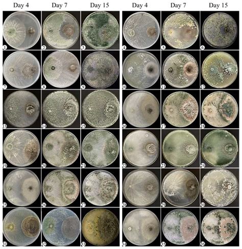 Biocontrol Potential Of Trichoderma Asperellum Strain 576 Against