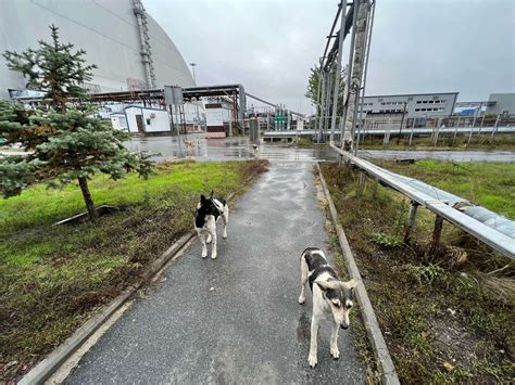 Chernobyl Dog Mutations