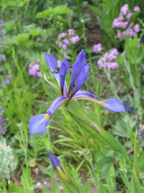 Blue Iris Iris Spuria Botanical Realm