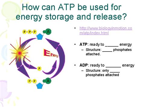 Energy And Life Biology 611 Energy Knowledge Pretest