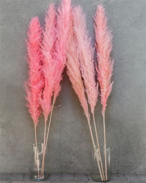 Pink Pampas Grass Growing And Caring For This Ornamental Beauty Usa Garden Hub