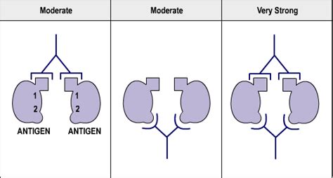 Bivalent Binding Of Antibody