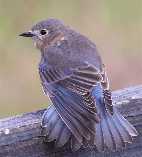 Juvenile Bluebird
