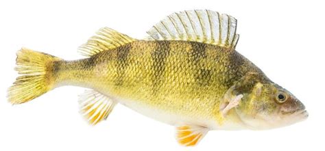 Perch Fishing 101 How To Catch Yellow Perch The Wild Provides