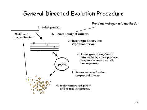 Ppt Directed Mutagenesis And Protein Engineering Powerpoint