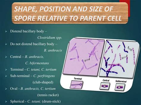 Spore Staining Methods Pptx