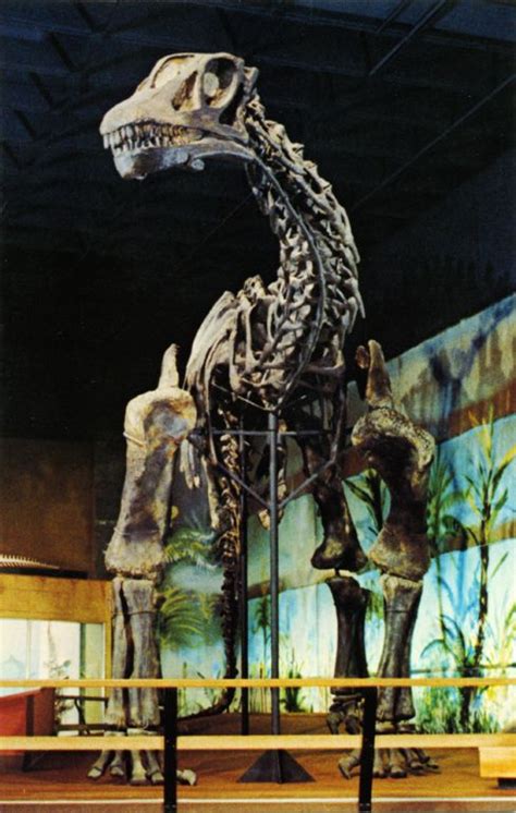 Postcard Of Only Mounted Haplocanthosaurus Skeleton In The World It