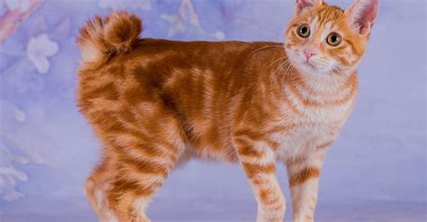 4 Cat Breeds With Long Luxurious Tails And 4 With Adorable Stubby Pom Poms