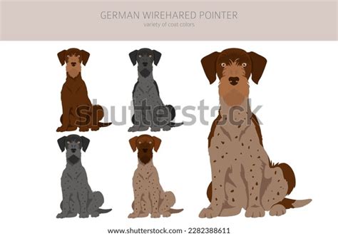 German Wirehaired Pointer Clipart Different Poses Stock Vector Royalty