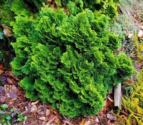 Chamaecyparis Obtusa 17 Singing Tree Gardens Nursery