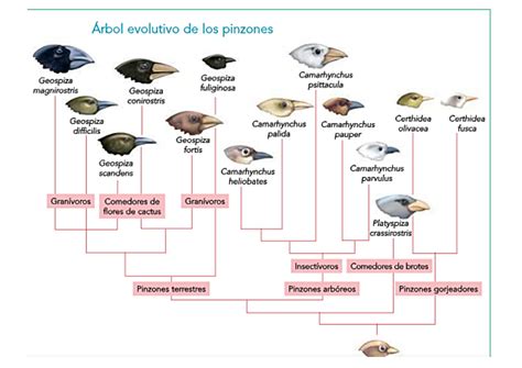 Tipos De Pinzones Formacion De Pinzones Finch Formation