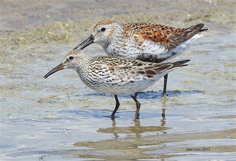 White Rumped Sandpipers In Toronto