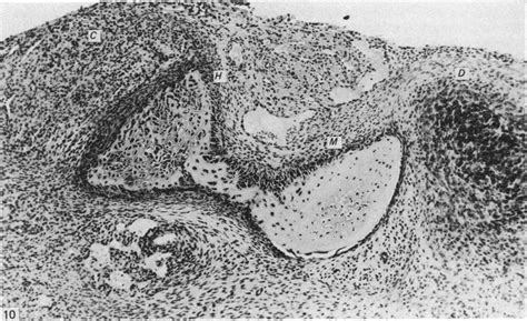 Longitudinal Section Of The Genital Tubercle Of An 18 5 Days Old Fetus