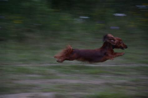 Приглашаем такс на бега за механическим зайцем У нас уже бегают таксы