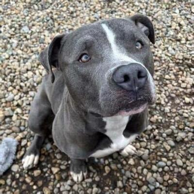 Grey Pitbull Mix