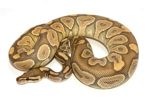 Black Pastel Enchi Ghost Morph List World Of Ball Pythons