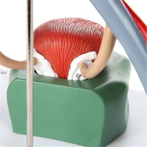 Anatomy Model Of Male Urinary System Urinary System Model Is 13 5