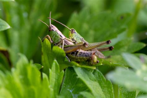 New Grasshopper Species From Central Texas Named In Honor Of Two Iconic Musicians