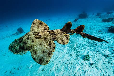 Shark Attacks Are More Common In The Atlantic Ocean National Geographic