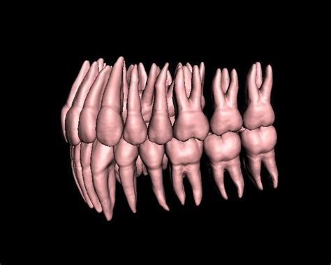 3d Model Anatomic Teeth With Roots Upper Lower Arch 3d Model Vr Ar