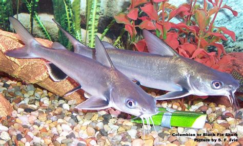 Black Sea Bass，黑海鲈？其实它是一种石斑鱼！ Blackfin 魚