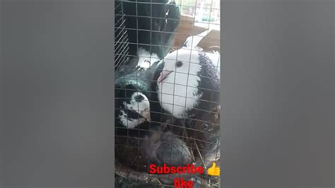 Cute Pegion 🦃 Youtube