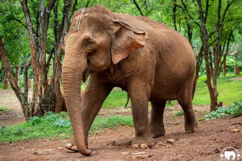 Blog Save Elephant Foundation
