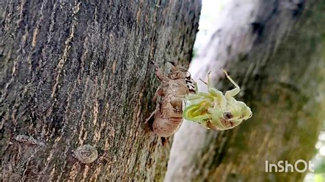 پوست اندازی جیرجیرک