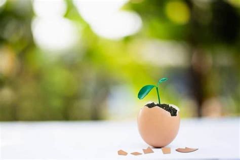 How To Use Eggshell As Fertilizer Step By Step Instructions Garden For Indoor