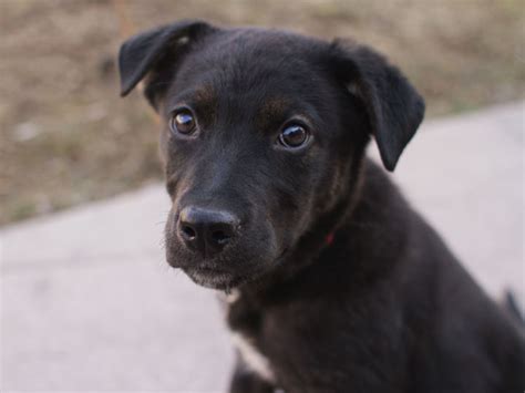 Lab Mix Small Dog At Nicholas Ramsey Blog
