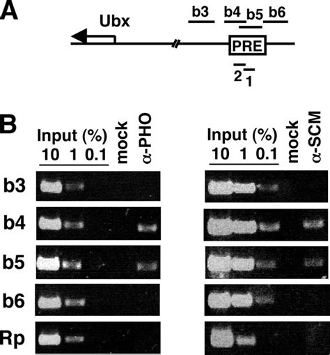 Scm Associates With A Polycomb Response Element Pre Upstream Of Ubx