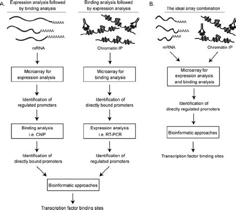Microarray Based Approaches Used For The Identification Of