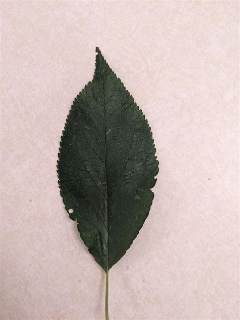 Plum Tree Identification R Treeidentification