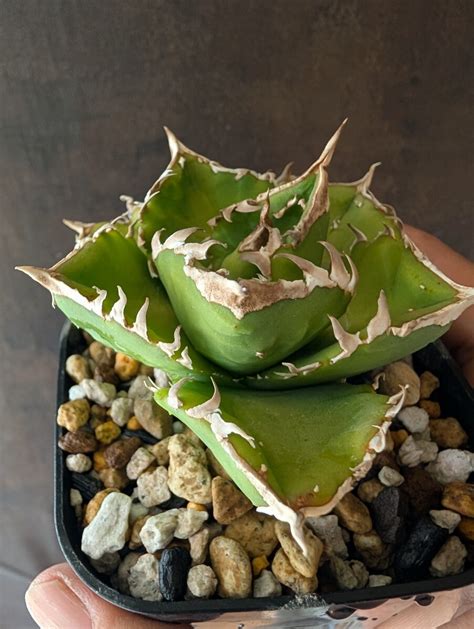 Yahooオークション 【agave Titanota Sierra Mixteca】ブツブツ ス