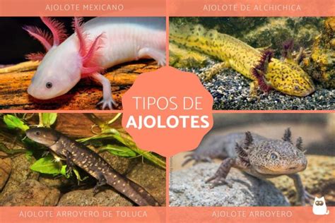 El Ajolote Y La Salamandra De Manchas Azules En México Corporación