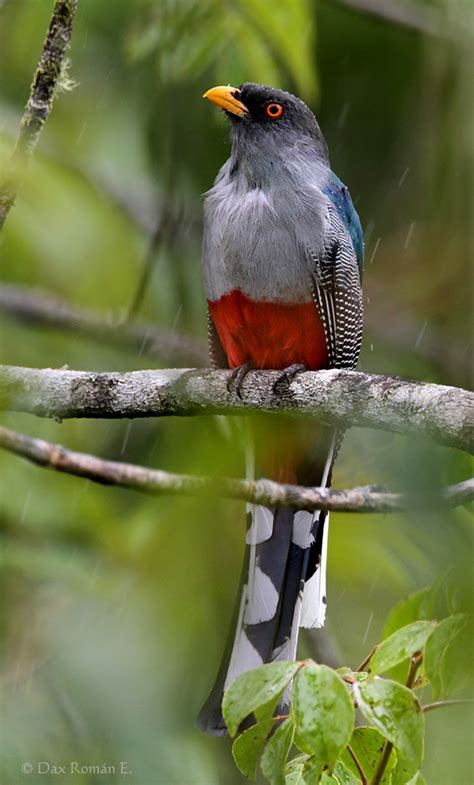 Trogon De La Española Priotelus Roseigaster Endémico De Flickr