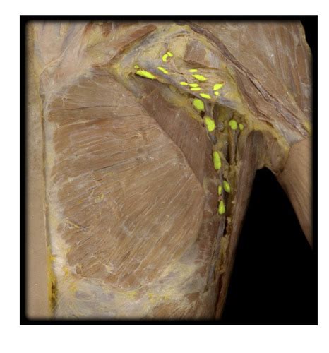 Lab Exam 4 Lymphatic Cadaver Flashcards Quizlet