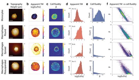Atomic Force Microscopy Topography And Viscoelastic Maps 30x30 µm Download Scientific Diagram