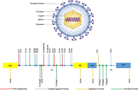 An Updated Review Of Hsv 1 Infection Associated Diseases And Treatment