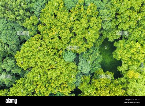 aerial of green trees with crescent interval field aerial in suzhou
