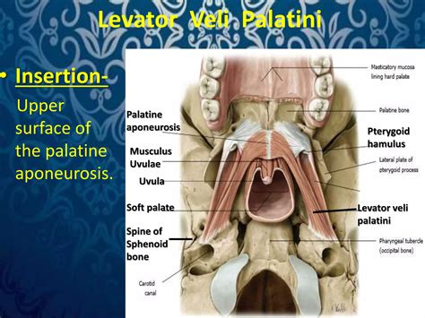 Surgical Anatomy Of Palate By Dr Amit T Suryawanshi Oral Surgeon