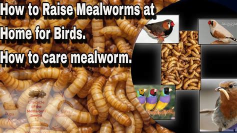 How To Grow Mealworms For Birds At William Christy Blog