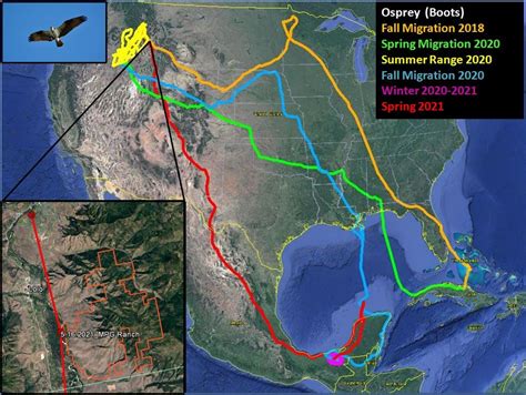 Raptor Migration Montana Fwp