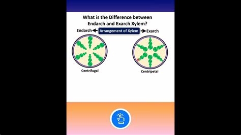 Endarch Vs Exarch Xylem Anatomy Of Flowering Plants Class 11 Ncert Chapter 6 Kvs Pgt