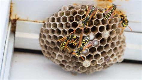 Wasp Nest Signs Identification And How To Get Rid Of Them