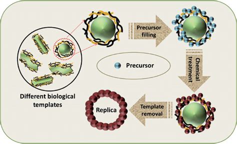 Schematic Representation Of The Biological Template Assisted Synthesis