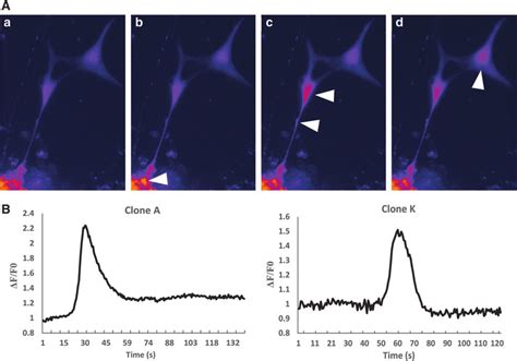 spontaneous neuronal activity in equipsc derived neurons a selected download scientific