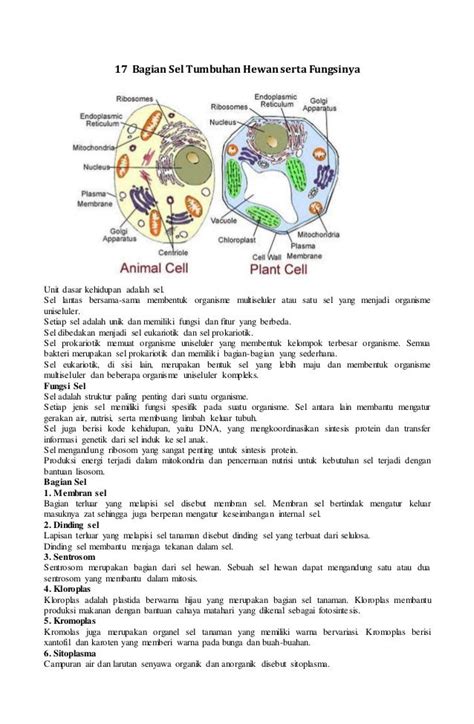 Detail Gambar Dan Fungsi Sel Tumbuhan Koleksi Nomer 29