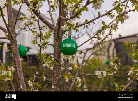 Close Up View Of Green Plastic Sticky Insects Traps On Apple Tree Stock